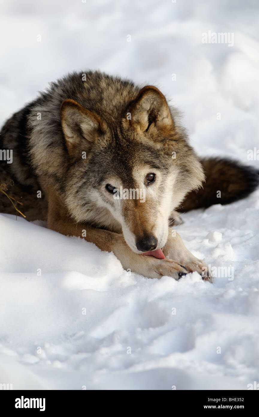 Grey wolf in a Moscow Zoo Stock Photo - Alamy
