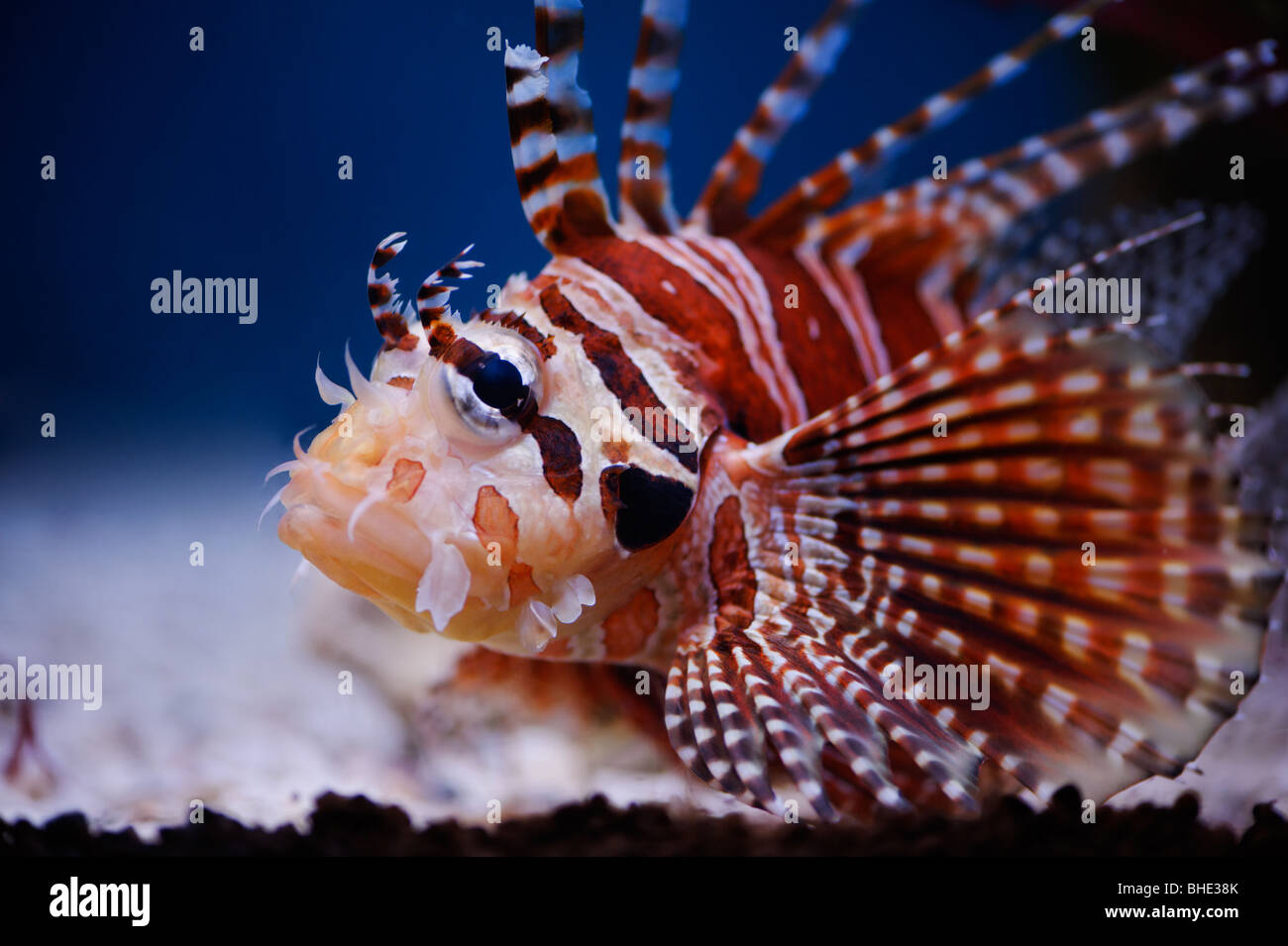 Zebrafish hi-res stock photography and images - Alamy