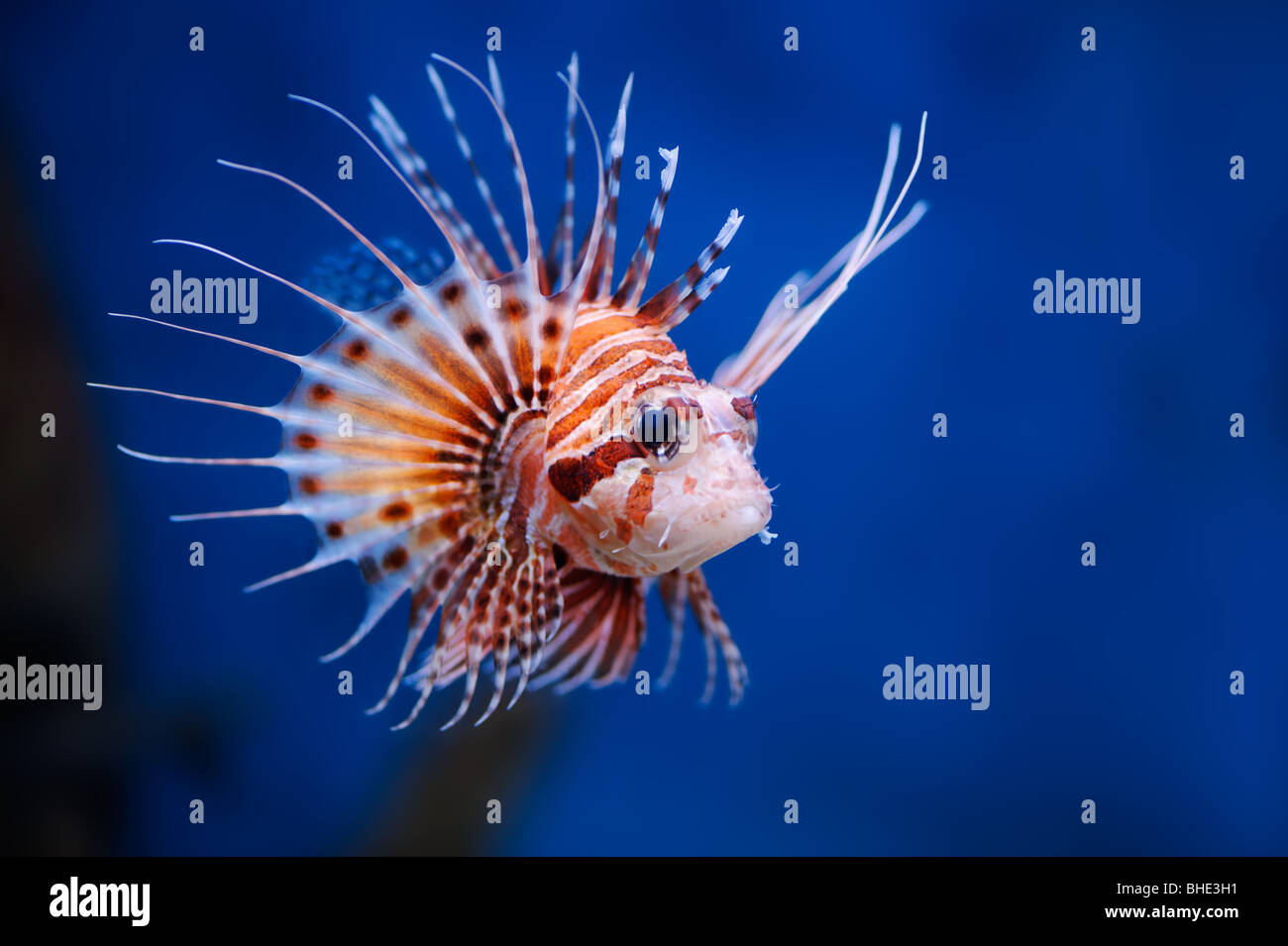 Zebrafish in a Moscow Zoo aquarium Stock Photo - Alamy