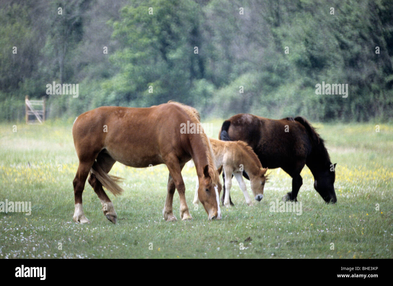 Rossore italy hi-res stock photography and images - Alamy