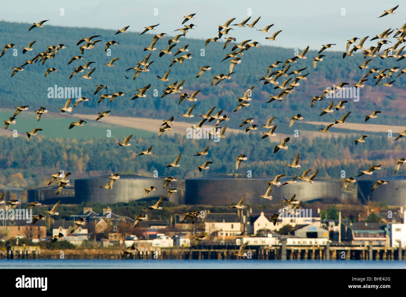 Pink footed Geese, large flock flying past the port and town of ...