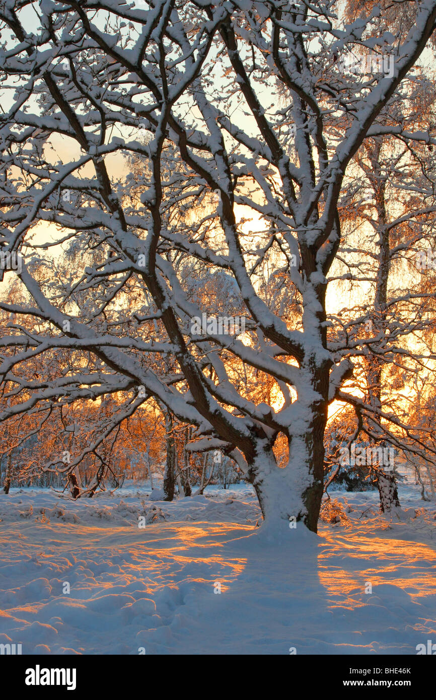 Snowy Trees in the Sunset Stock Photo - Alamy