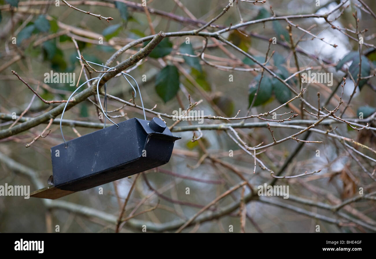 Small metal animal trap hanging in tree in Sussex woodland in winter ...
