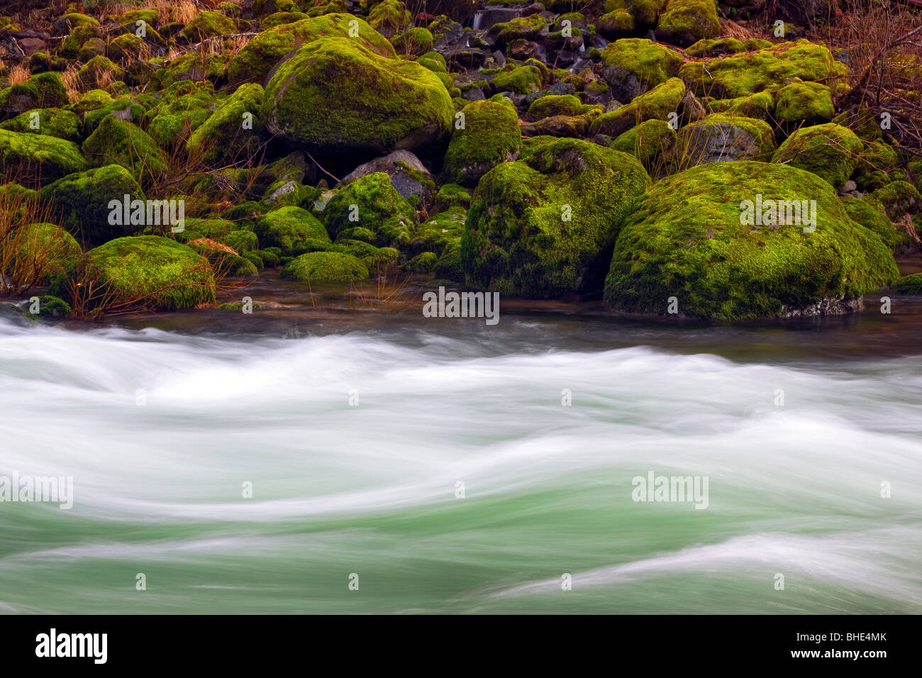 Oregon forest moss hi-res stock photography and images - Alamy