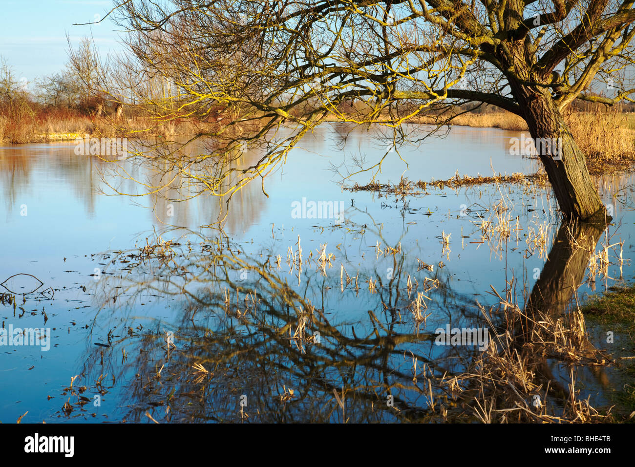 Isis Tree High Resolution Stock Photography and Images - Alamy