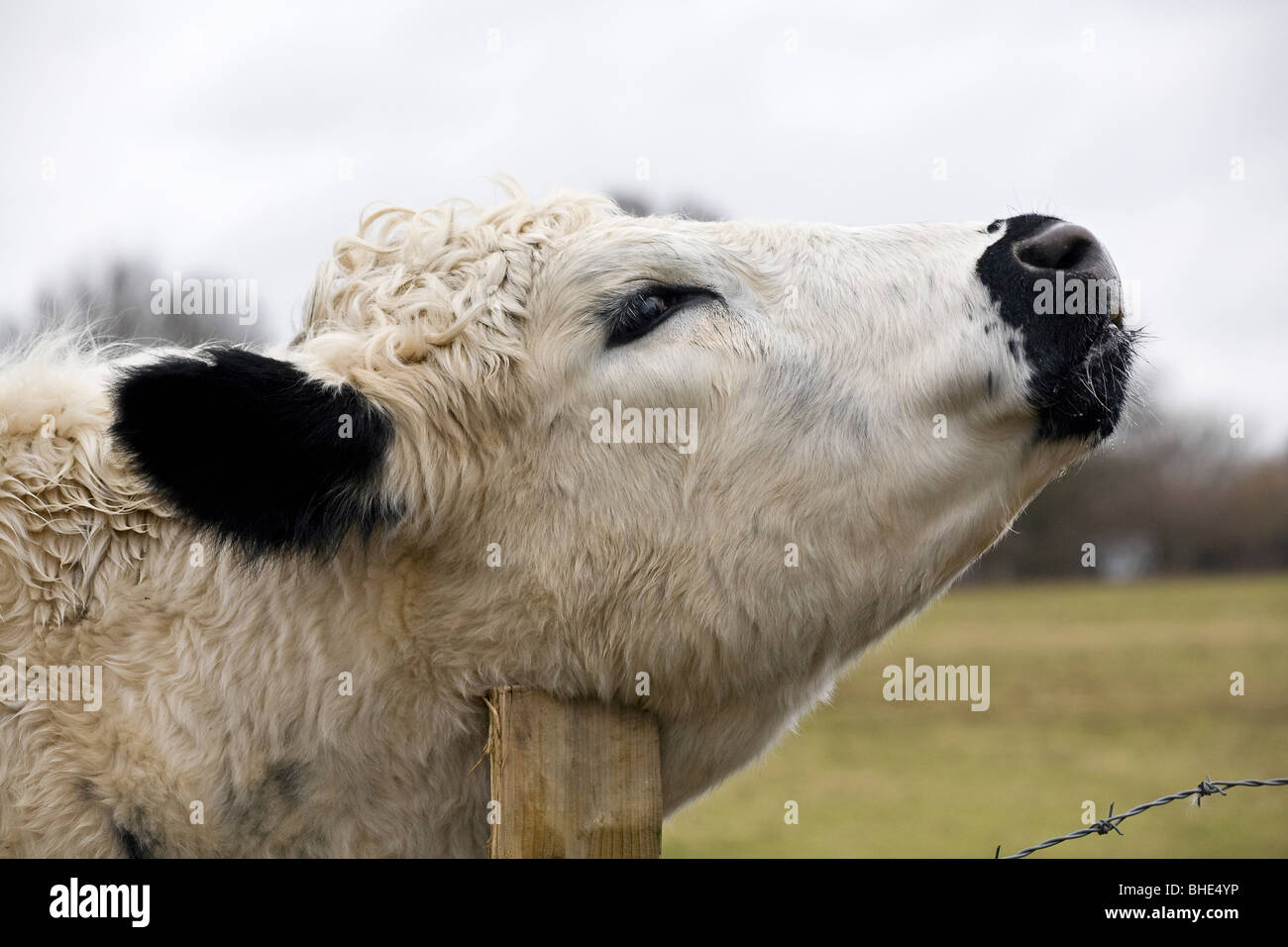 Funny head scratch hi-res stock photography and images - Alamy