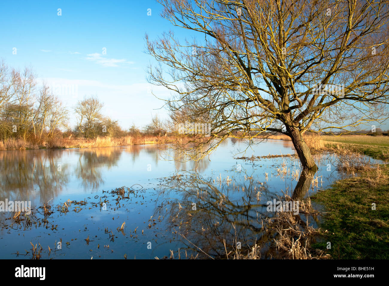 Isis Tree High Resolution Stock Photography and Images - Alamy