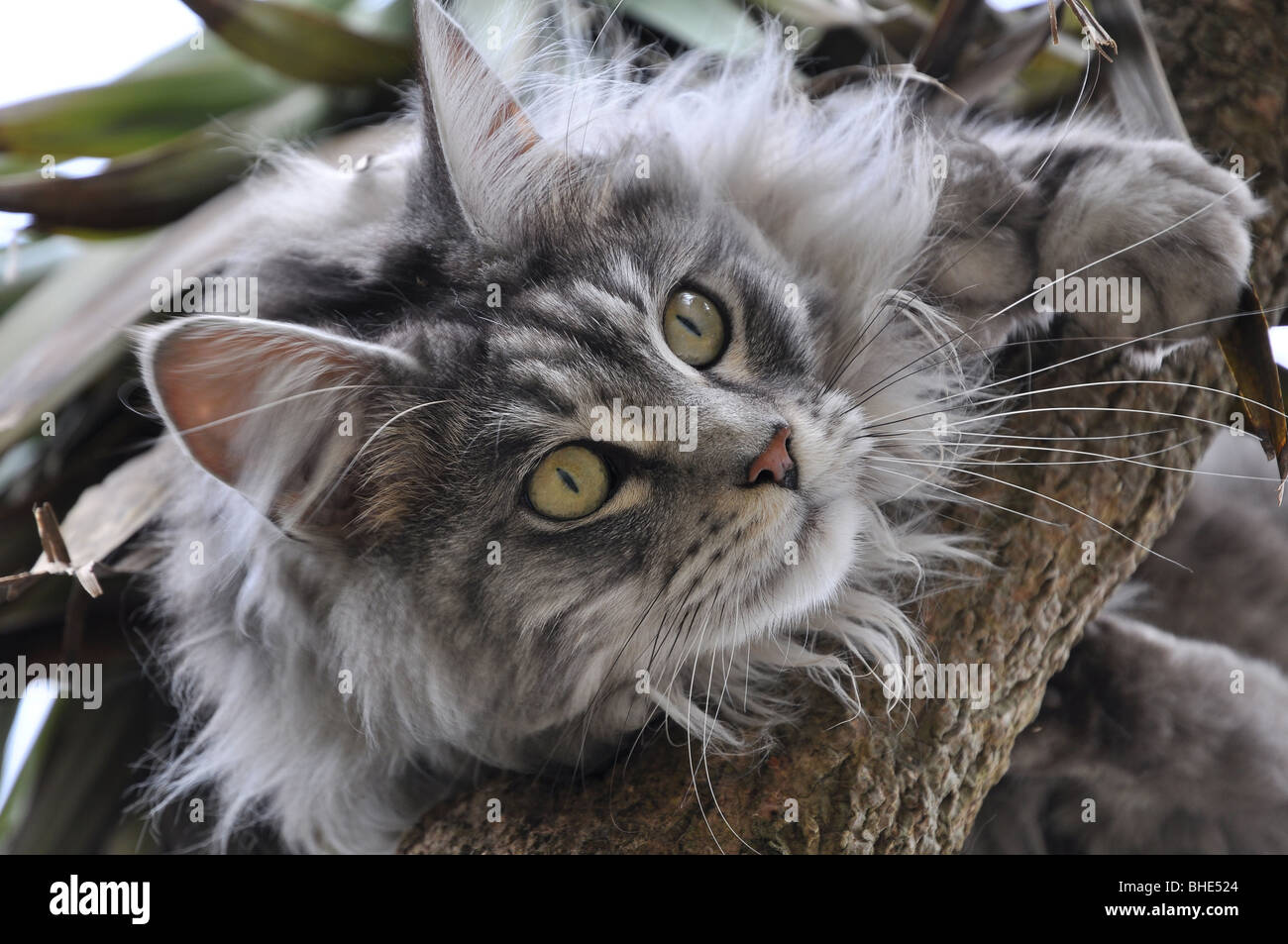 maine coon cat in tree Stock Photo - Alamy