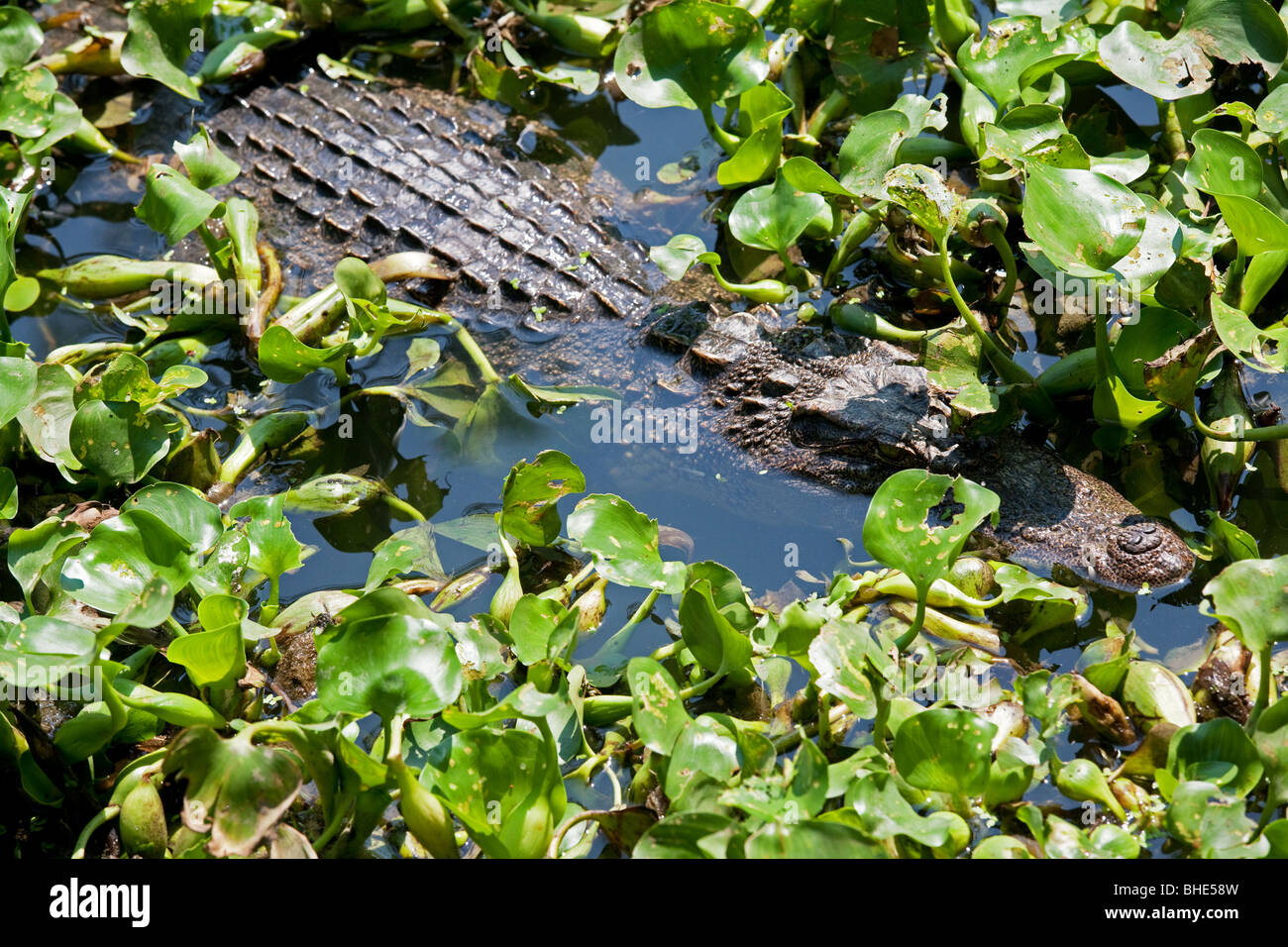 Submerged alligators hi-res stock photography and images - Alamy