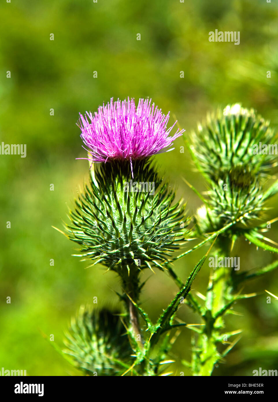 Hogsback south africa hi-res stock photography and images - Alamy