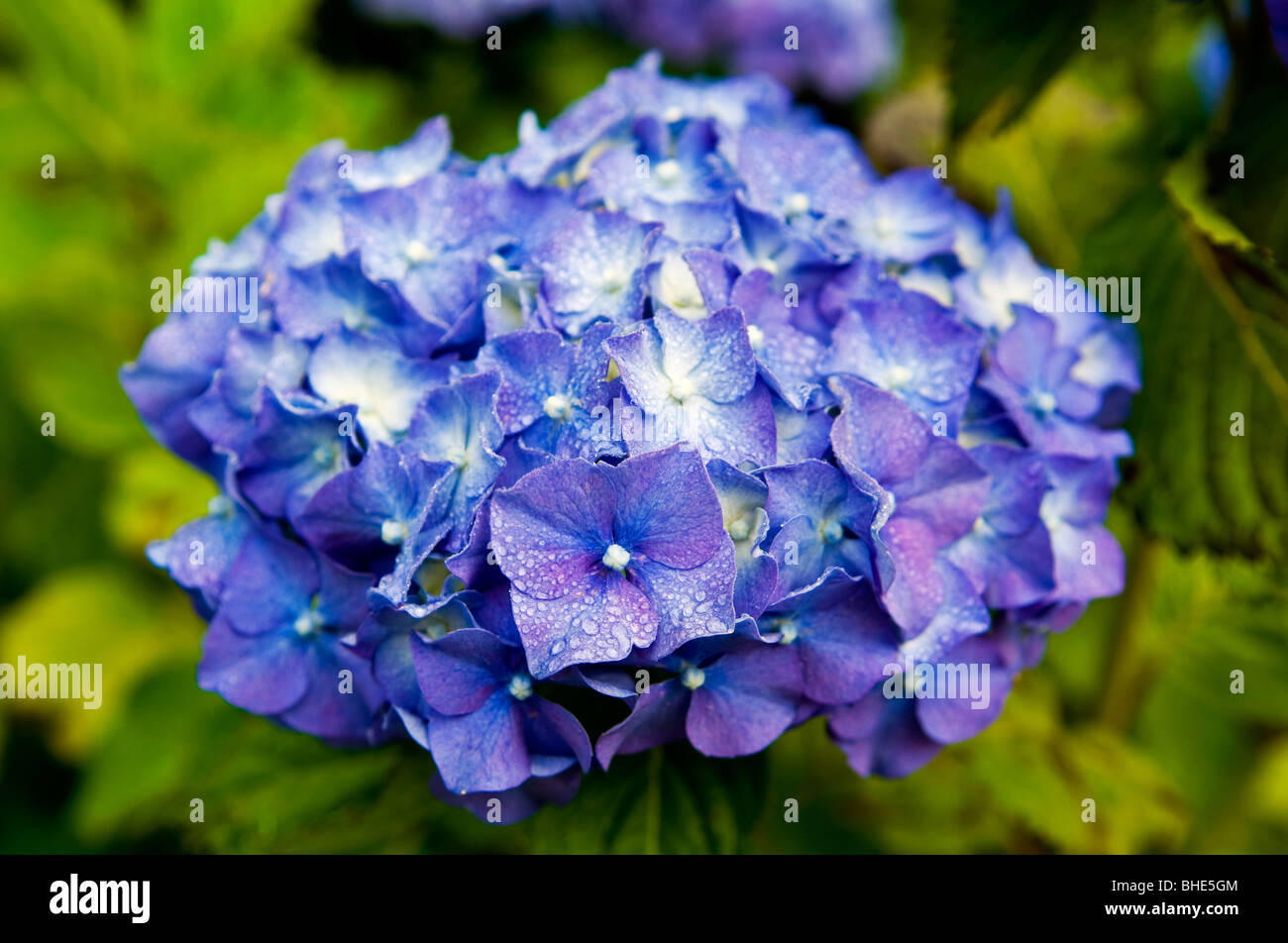 Christmas Rose South Africa Stock Photo - Alamy