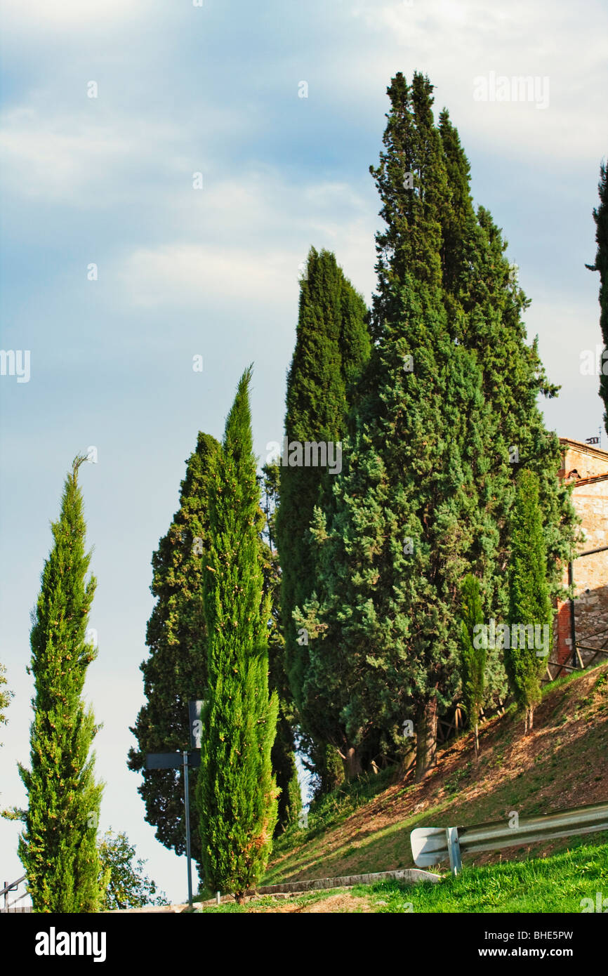 Cypress trees in Tuscany, Italy Stock Photo - Alamy