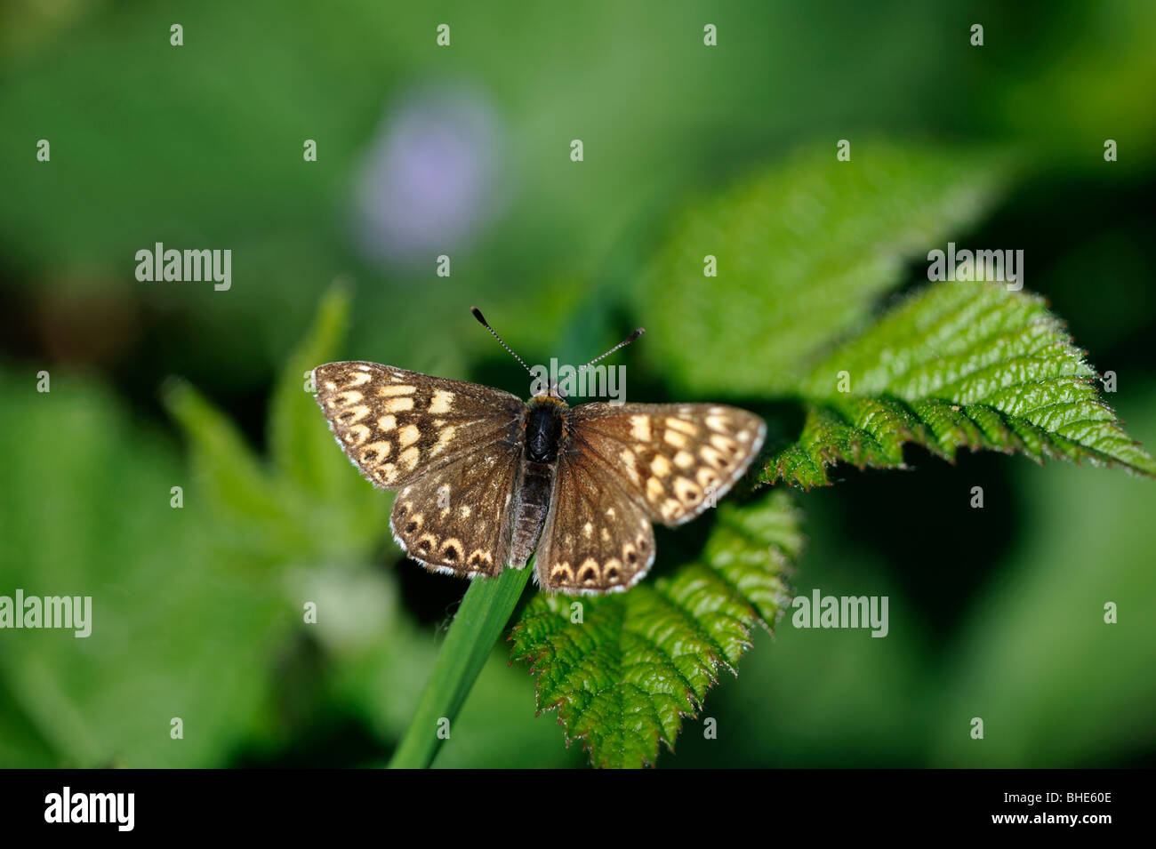 Duke of Burgundy Fritillary butterfly (Hamearis lucina Stock Photo - Alamy