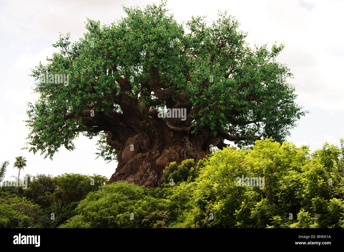 Tree Of Life Disney High Resolution Stock Photography and Images - Alamy