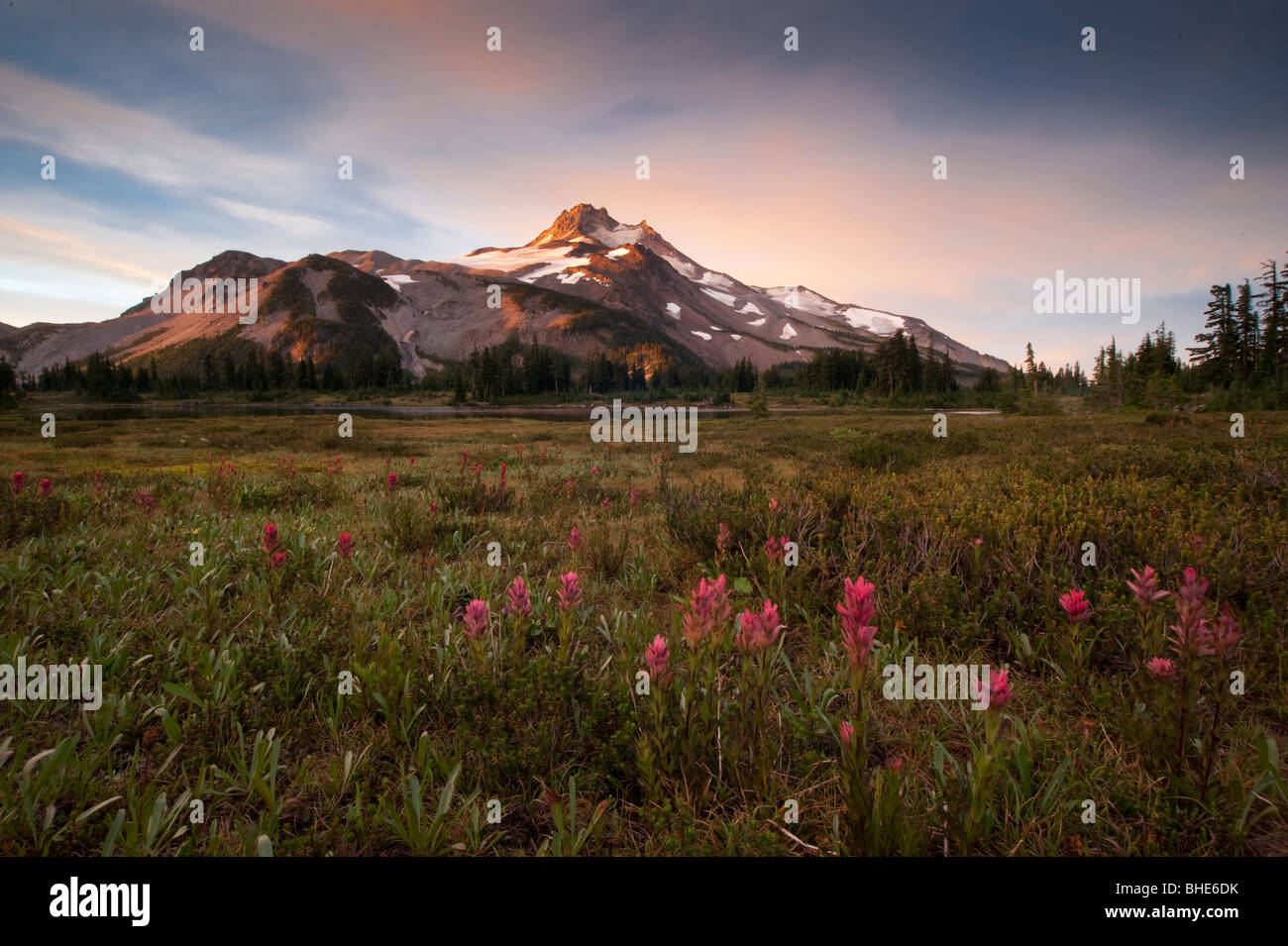 Mt. Jefferson, Oregon Cascades, Jefferson Park, columbine in field ...