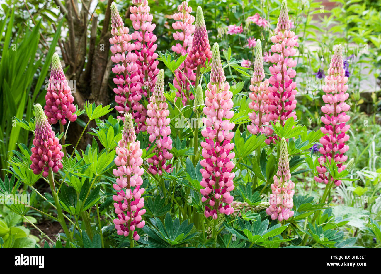 Pink lupin hi-res stock photography and images - Alamy