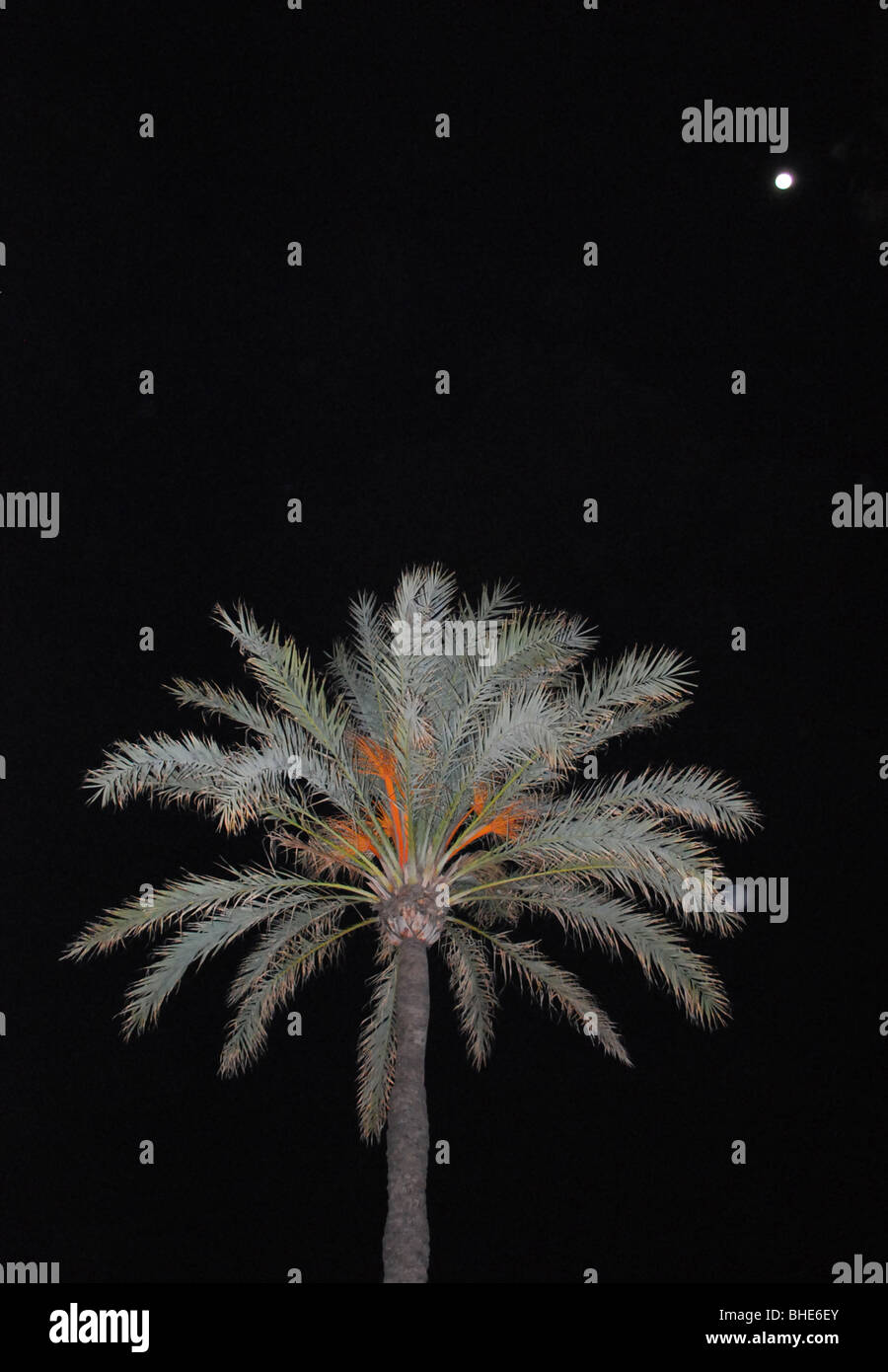 Palm Tree Moonlight Stock Photo - Alamy