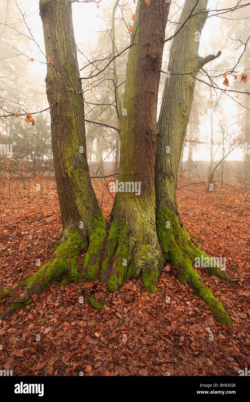 Lofty trees hi-res stock photography and images - Alamy