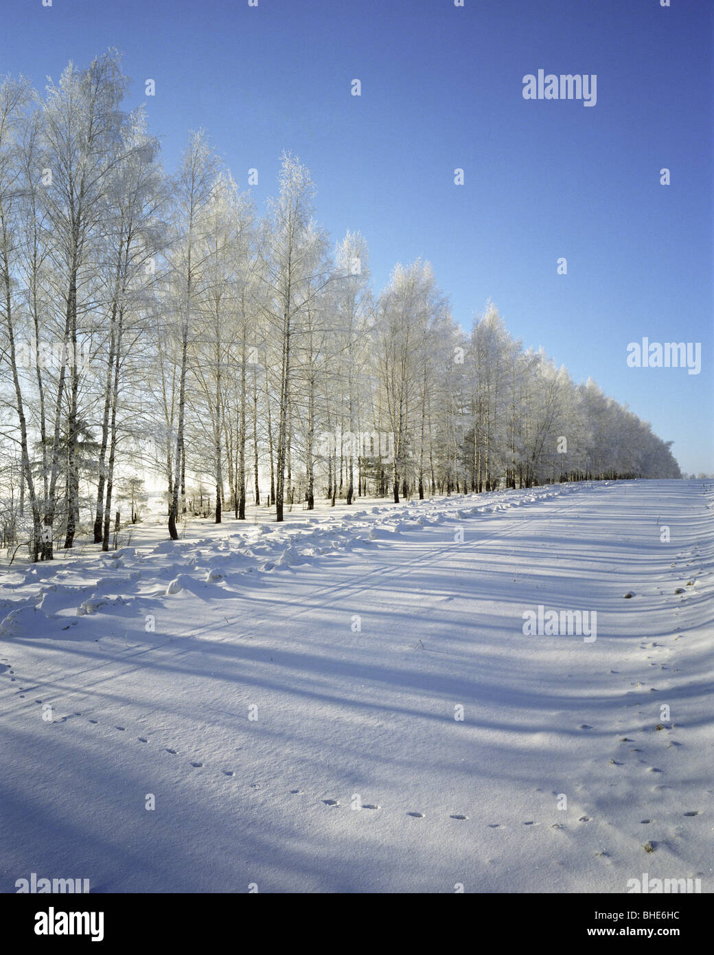 Winter landscape with trees, Russia Stock Photo - Alamy