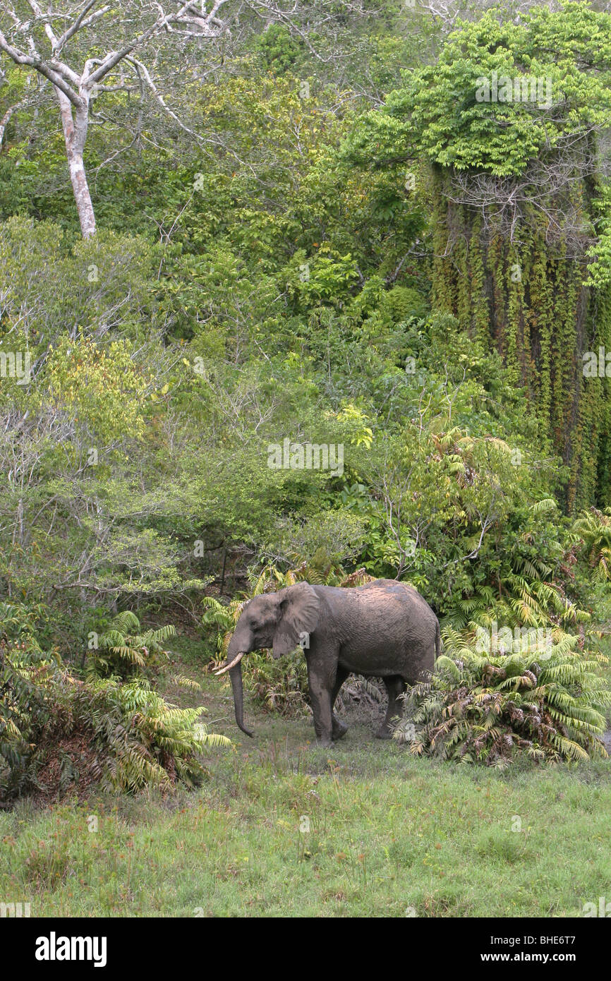 Shimba Hills National Reserve, Kenya Stock Photo - Alamy