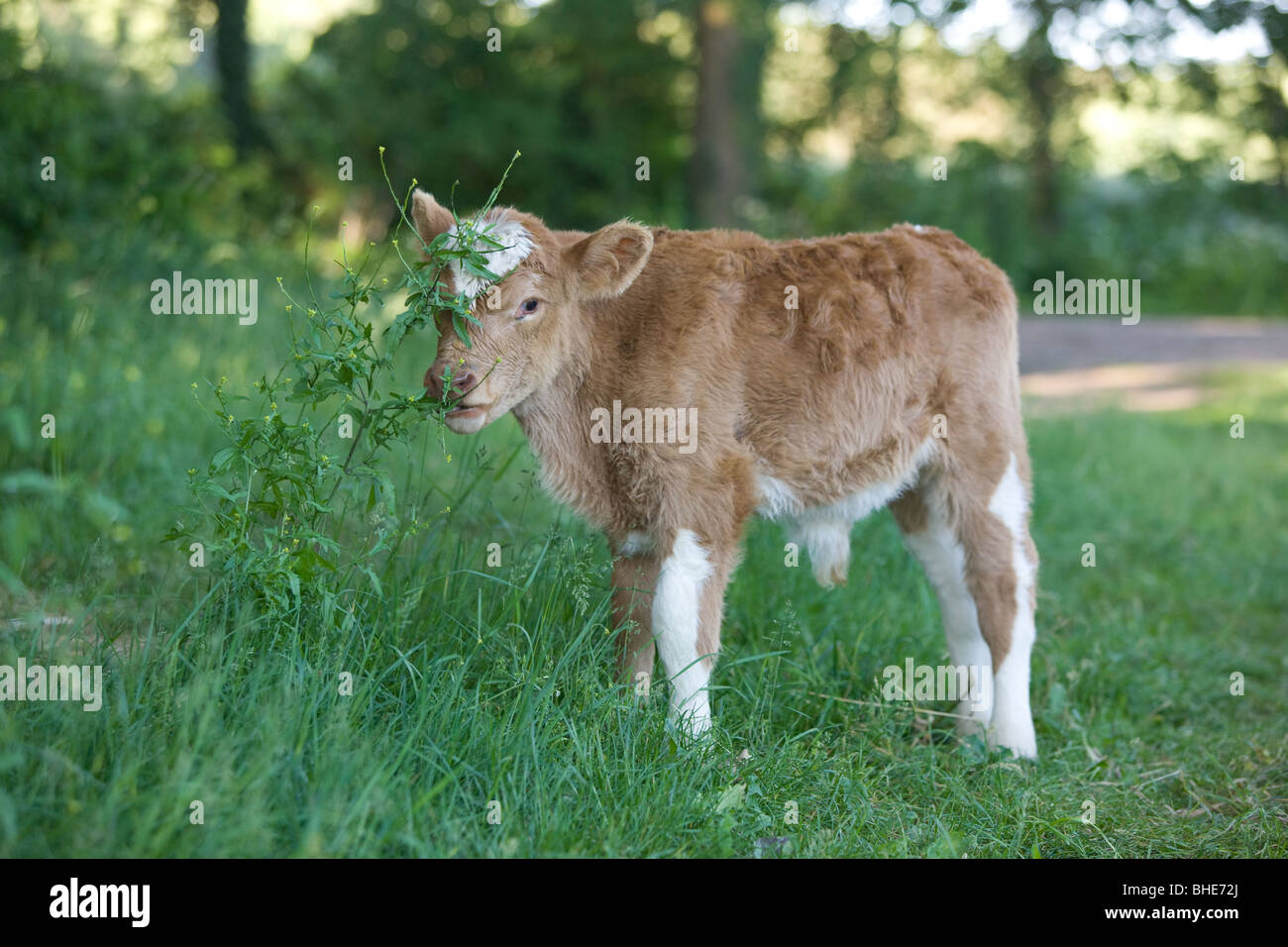 young common Cow - Bos primigenius taurus Stock Photo - Alamy