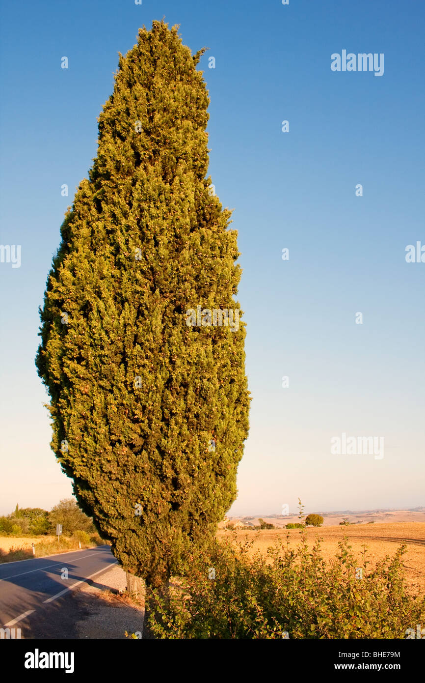 Tranquil cypress tree hi-res stock photography and images - Alamy