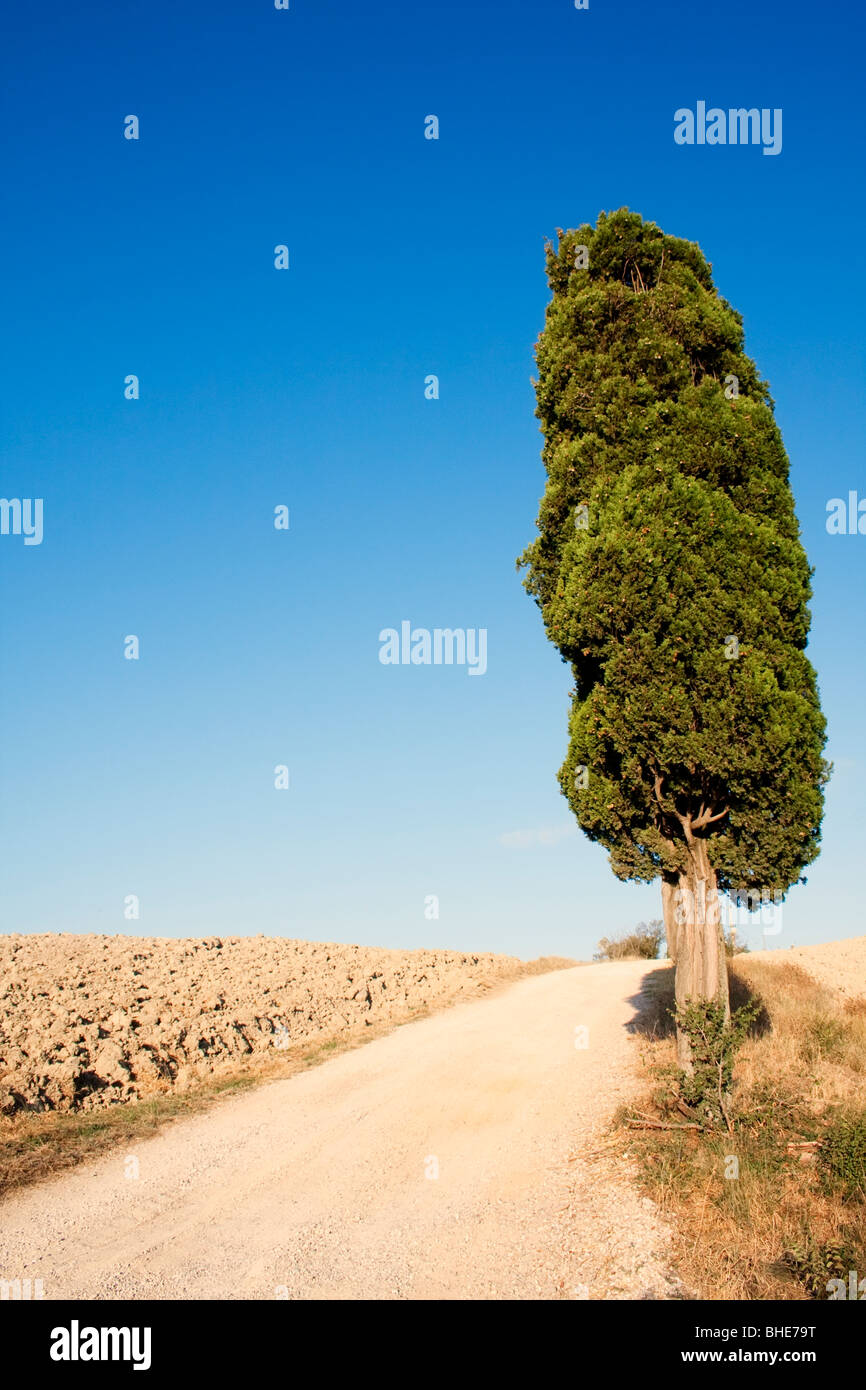 Cypress tree hi-res stock photography and images - Alamy