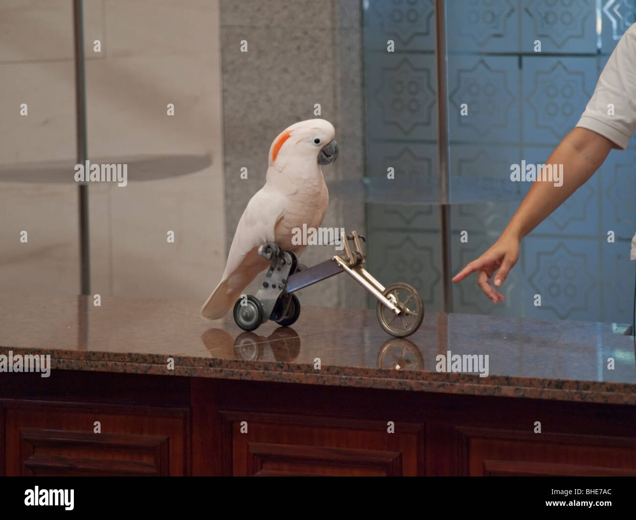 Parrot show at Loro Parque (Tenerife, Canary Islands, Spain Stock Photo ...