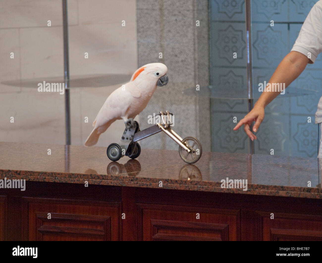 Loro parque tenerife parrot hi-res stock photography and images - Alamy