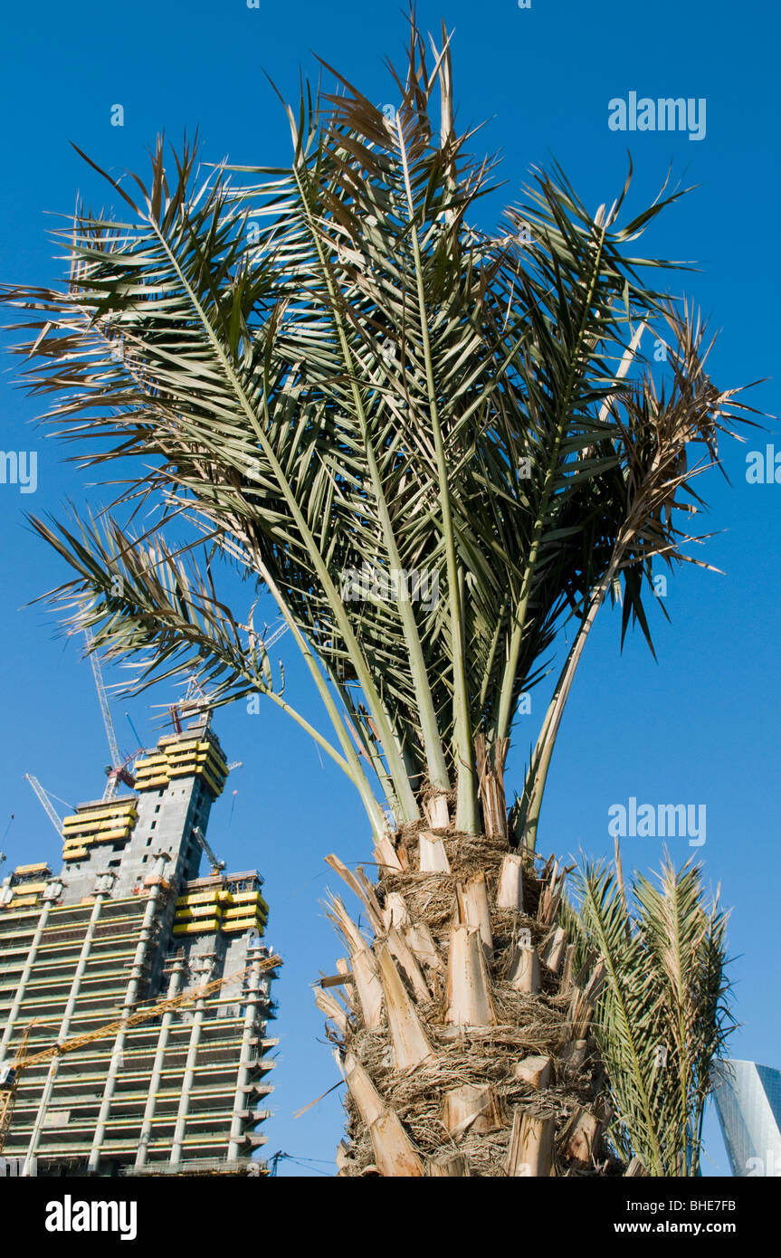 Palm Tree Construction High Resolution Stock Photography and Images - Alamy
