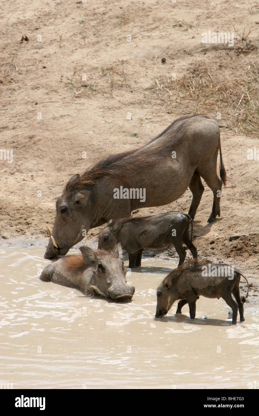 Warthog family (Phacochoerus africanus) in Mwaluganje Elephant ...
