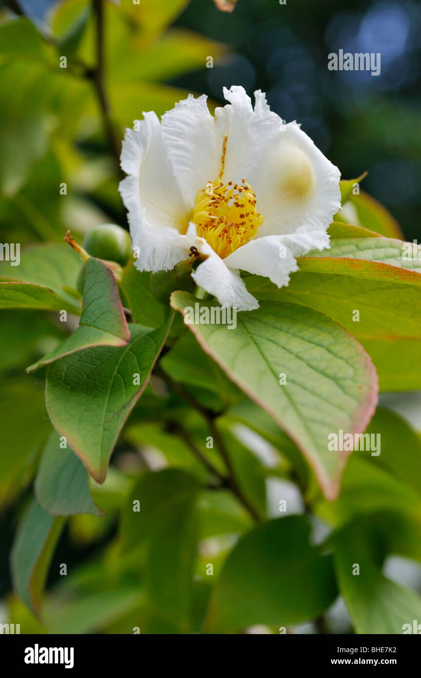 Japanese stewartia (Stewartia pseudocamellia Stock Photo - Alamy
