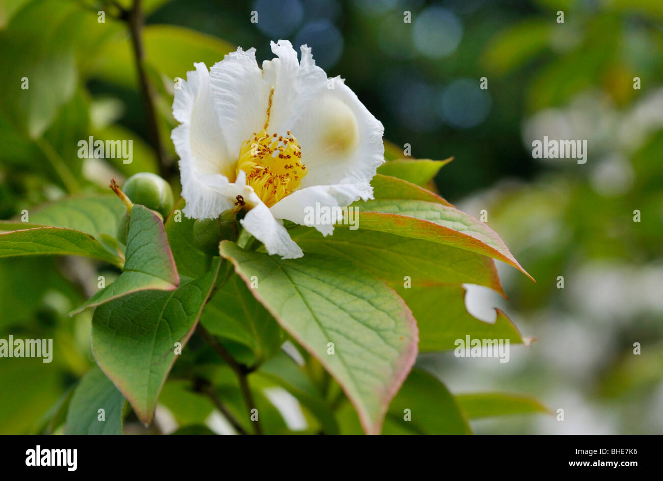 Japanese stewartia (Stewartia pseudocamellia Stock Photo - Alamy
