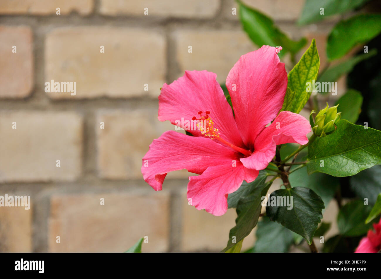 Chinese hibiscus (Hibiscus rosa-sinensis Stock Photo - Alamy