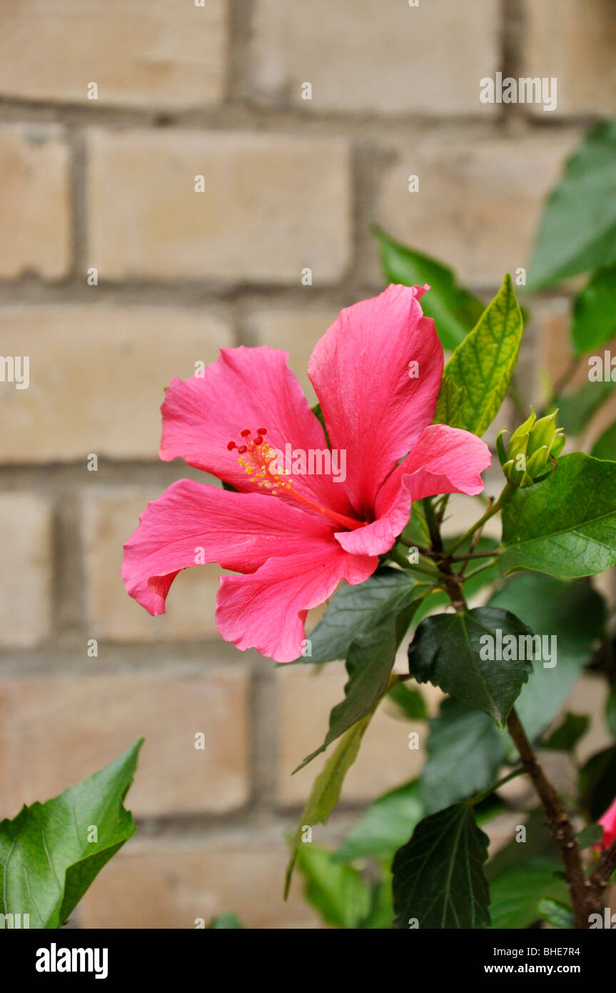 Chinese hibiscus (Hibiscus rosa-sinensis Stock Photo - Alamy