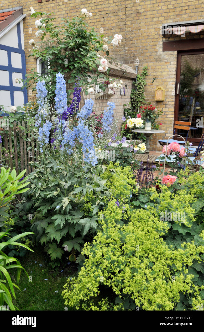 Larkspur (Delphinium elatum) and lady's mantle (Alchemilla) in a ...