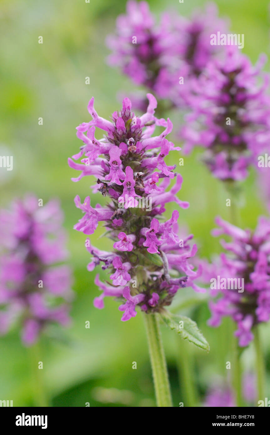 Medicinal plant betonica officinalis hi-res stock photography and ...