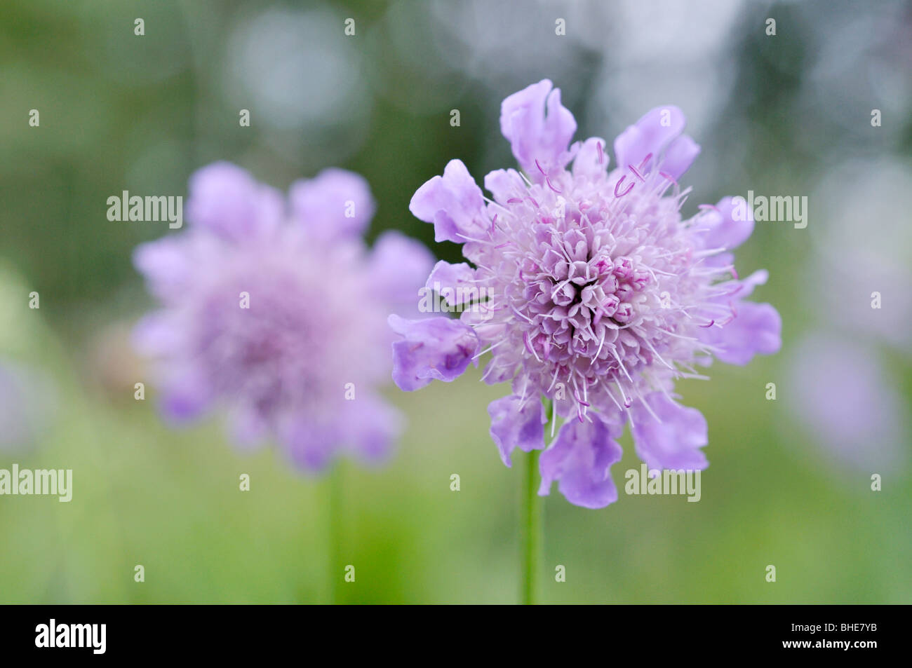 Scabiosa hi-res stock photography and images - Alamy