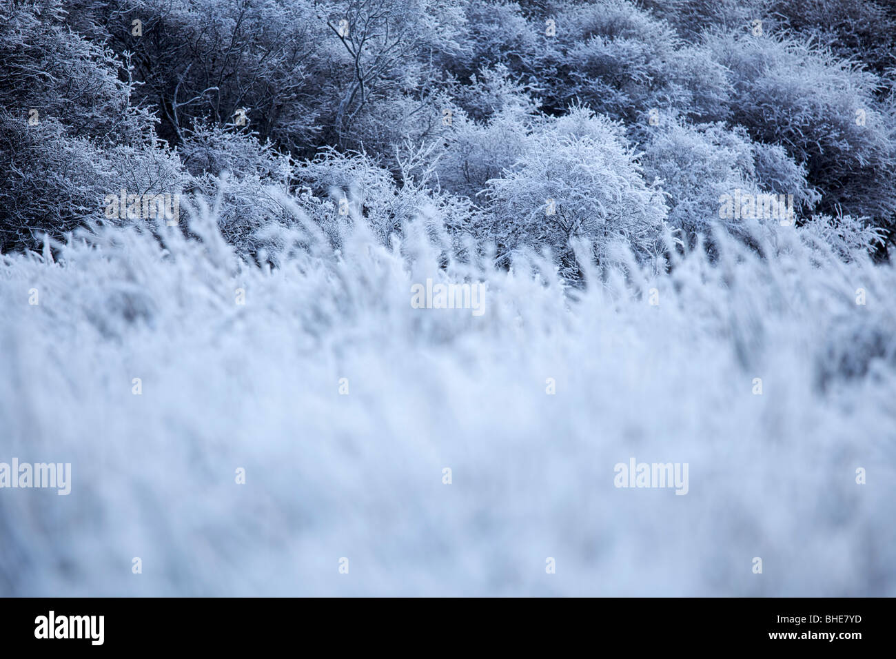 Frozen forest on the Isle of Skye, Scotland Stock Photo - Alamy