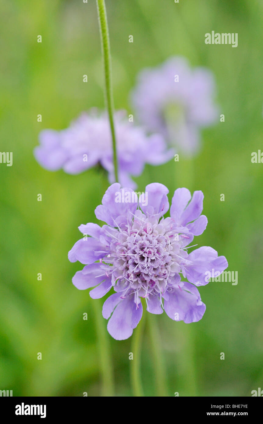Scabiosa hi-res stock photography and images - Alamy