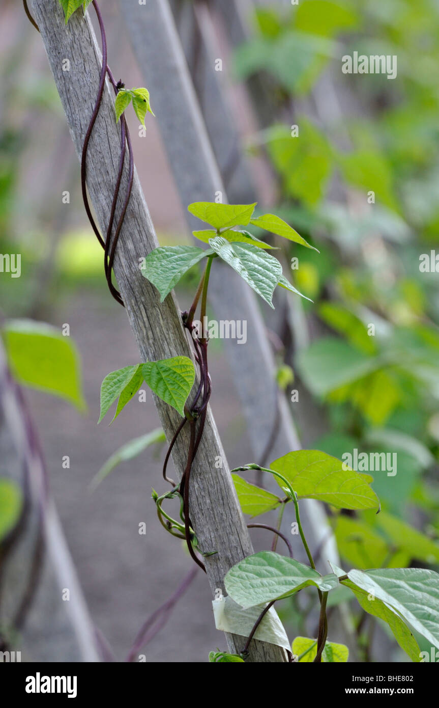 Bean plant phaseolus common bean hi-res stock photography and images ...