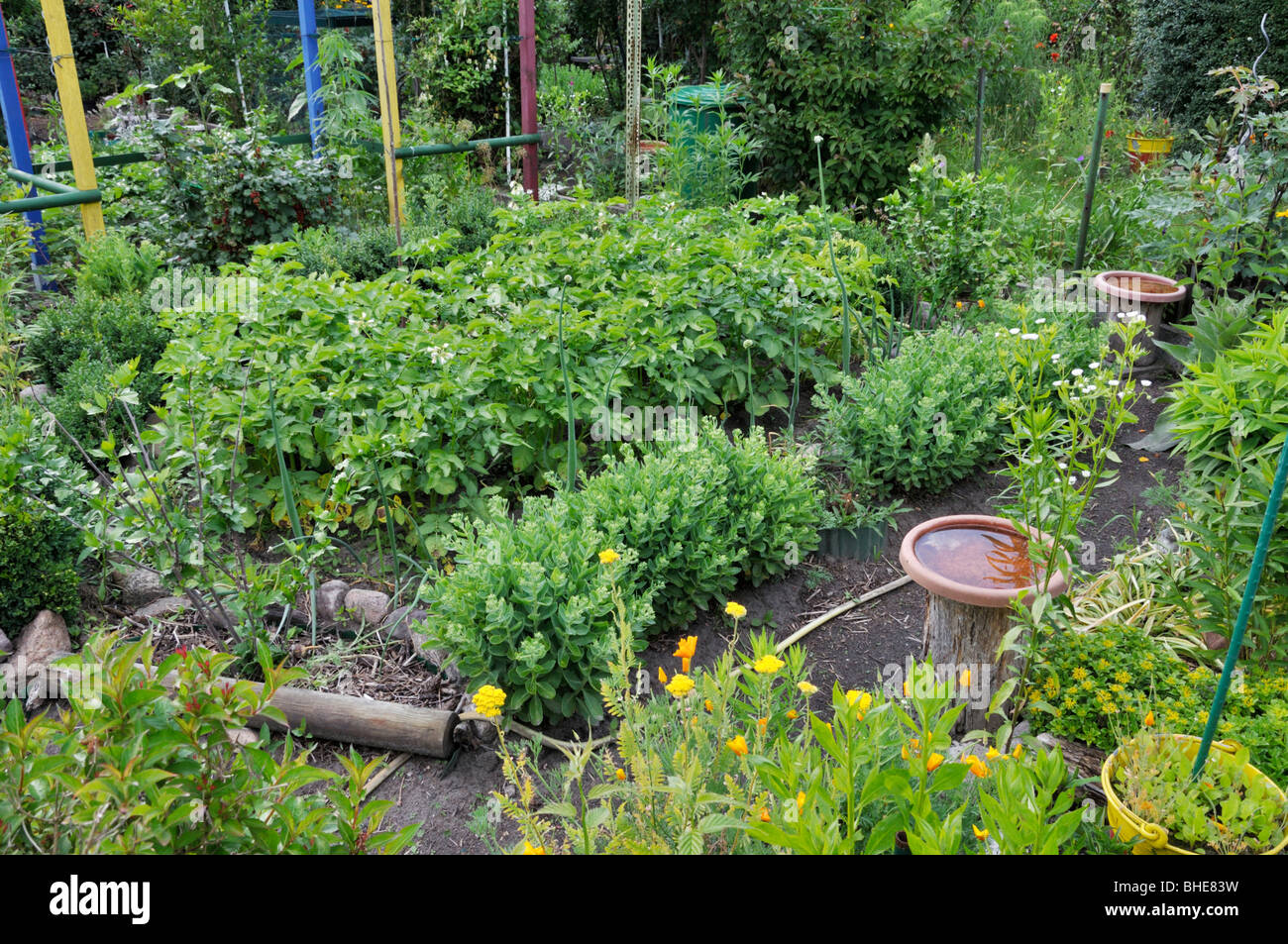 Allotment garden with vegetable and perennial beds Stock Photo - Alamy