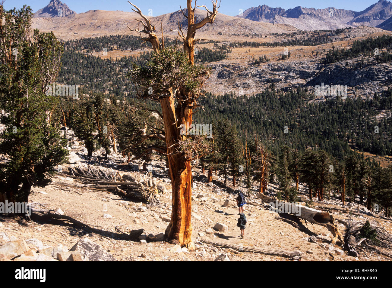 Men backpacking by trees Stock Photo - Alamy