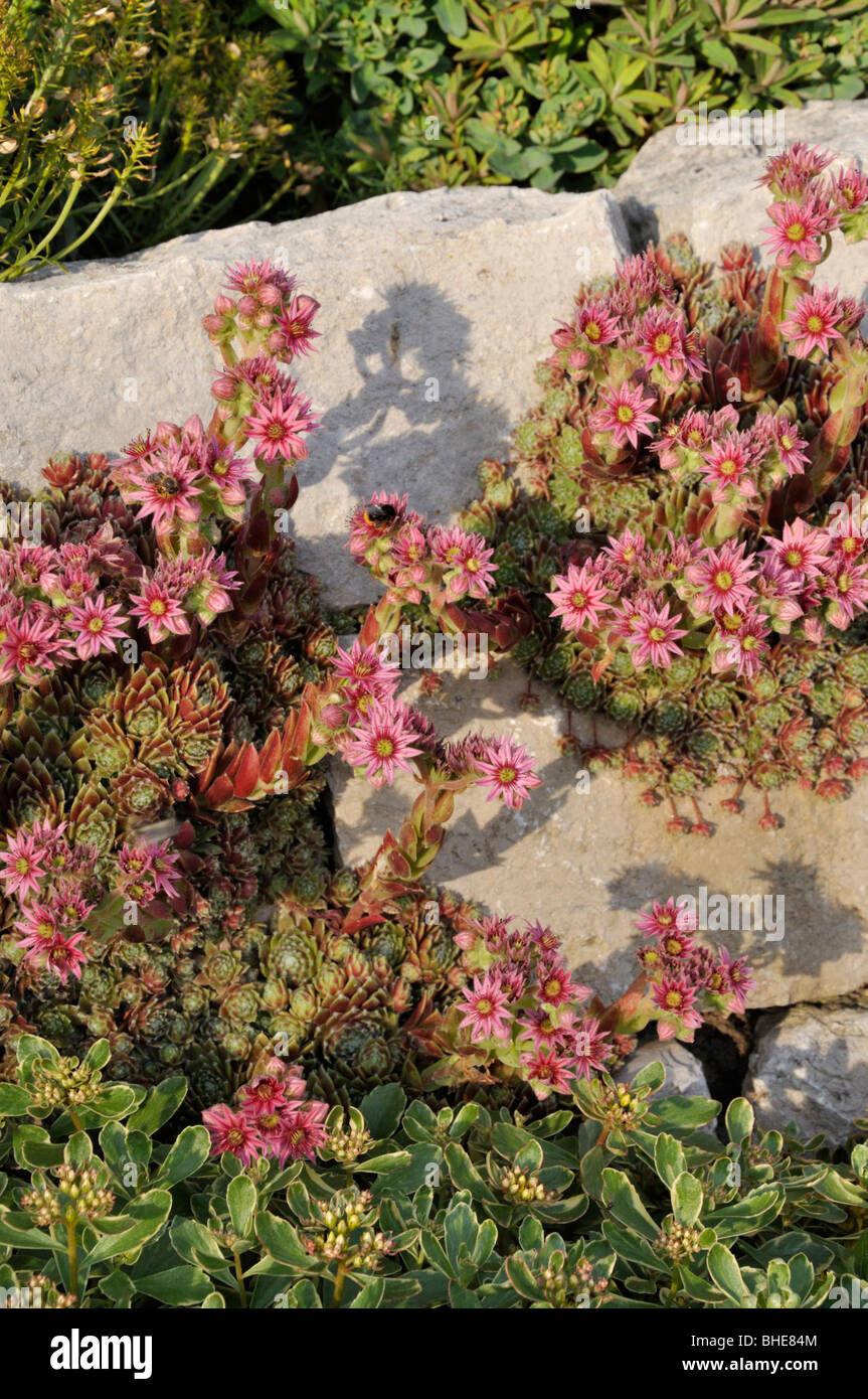 Houseleek flower hi-res stock photography and images - Alamy