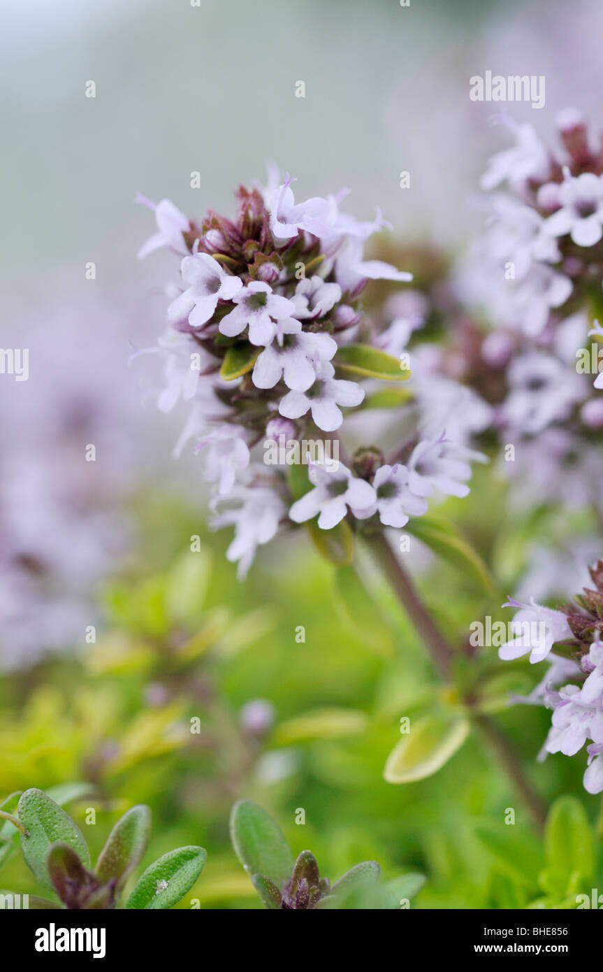Thyme (Thymus x citriodorus 'Aureus' Stock Photo - Alamy