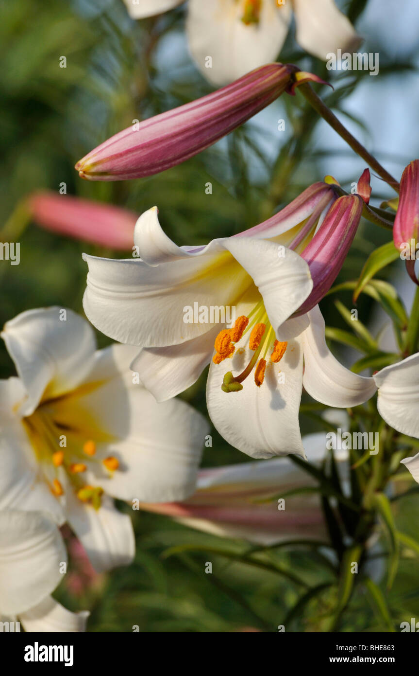 Regal lily (Lilium regale Stock Photo - Alamy