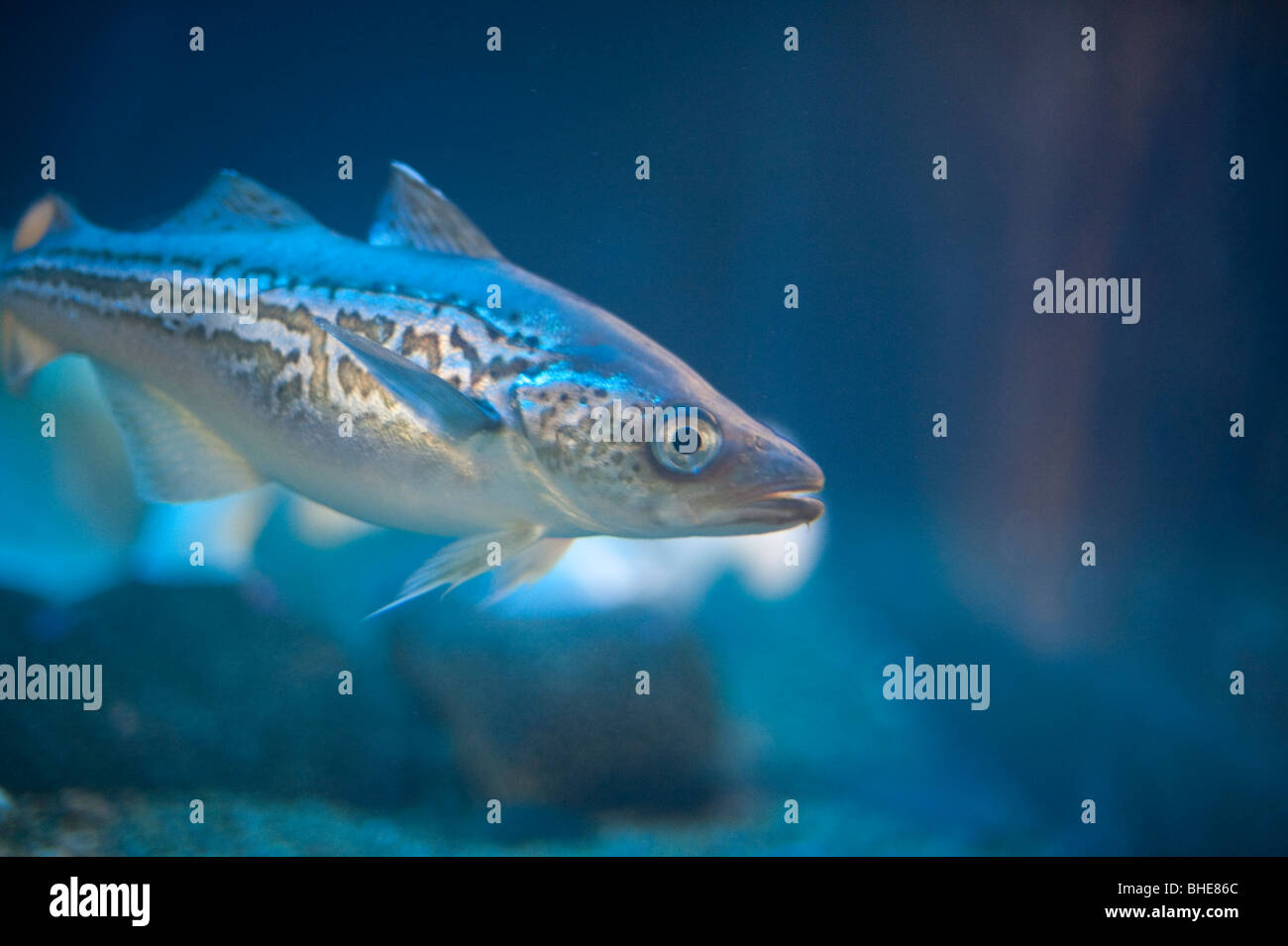 Sea pollock theraga chalcogramma, coastal fish Stock Photo - Alamy