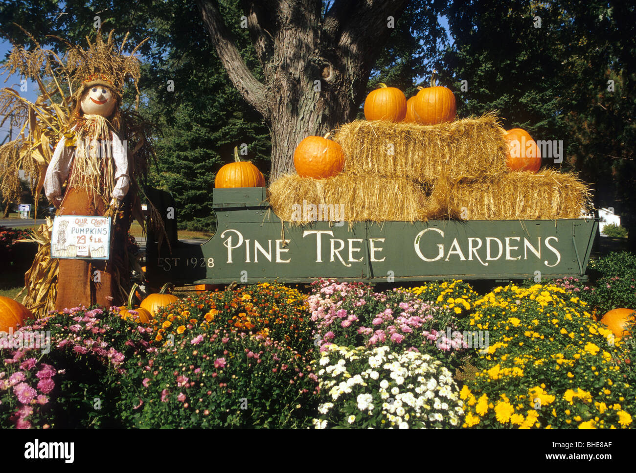 Chrysanthemum doll hi-res stock photography and images - Alamy