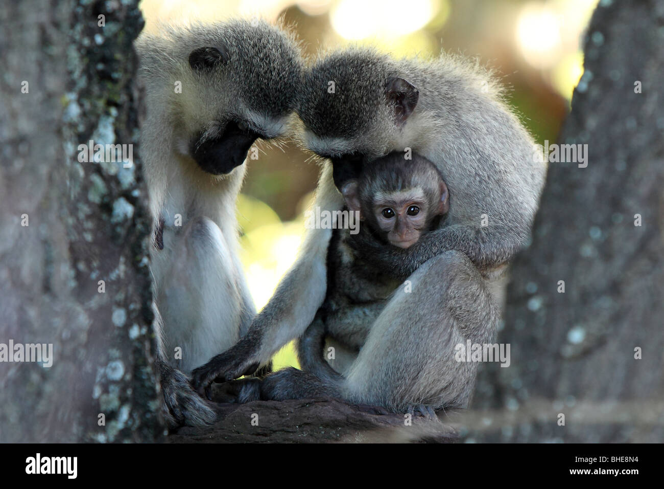 A mother and Father Monkey look after their baby while looking for food ...