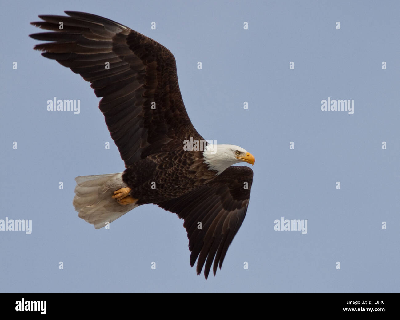Raptor soaring hi-res stock photography and images - Alamy